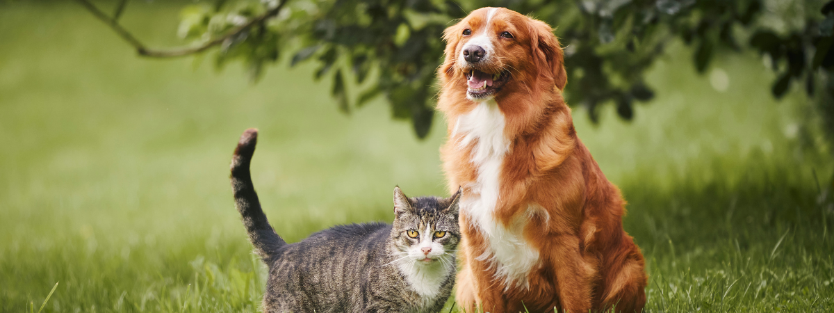 Cohabitation Chien Chat : Impossible, Vraiment ? – Carebd